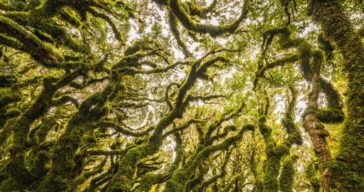 10 Unusual Forests Around the World