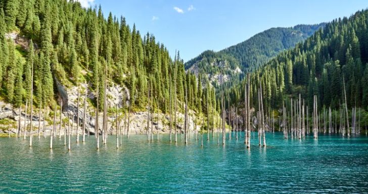 10 Unusual Forests Around the World