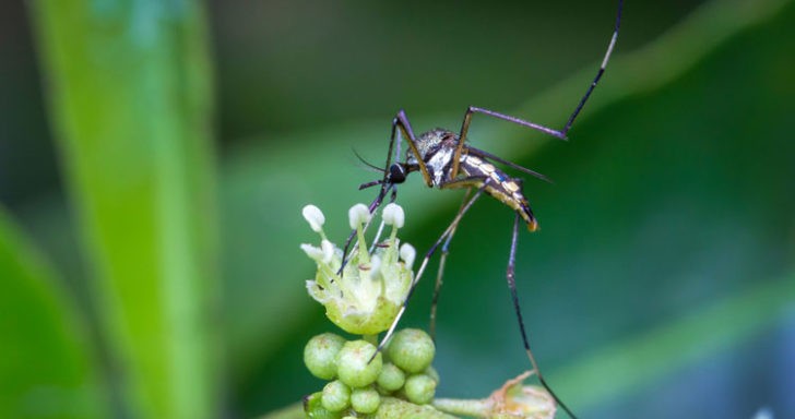 Why Can’t We Simply Eradicate Mosquitoes?