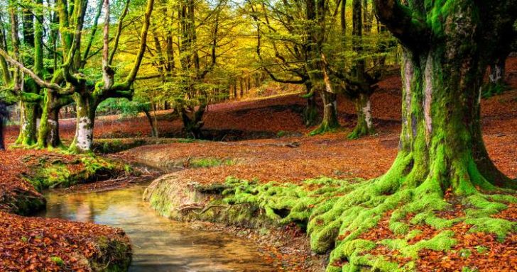 10 Unusual Forests Around the World