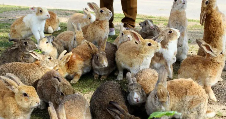 30 Unusual Things that Exist in Japan