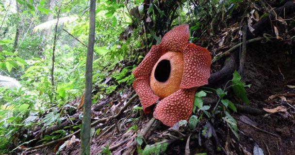 10 of the Biggest Flowering Plants in the World