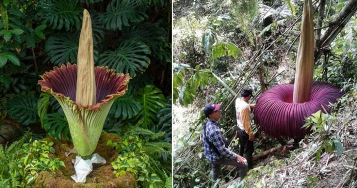 10 of the Biggest Flowering Plants in the World