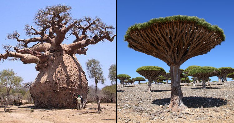 10 Unusual Forests Around the World