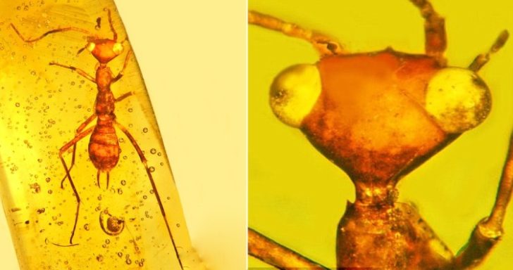 10 Amber Fossils That Are Incredibly Preserved