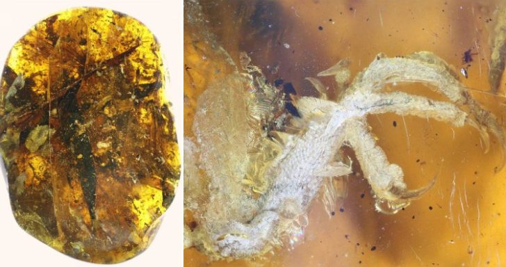 10 Amber Fossils That Are Incredibly Preserved