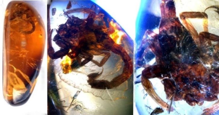 10 Amber Fossils That Are Incredibly Preserved
