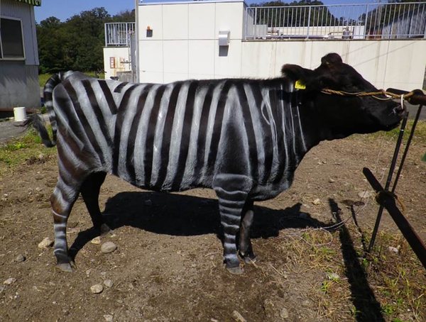 Zebra Stripes Help Deter Insects