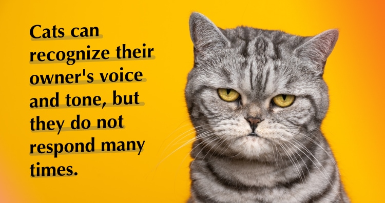 80 Cat Facts: Interesting Trivia About Your Furry Feline