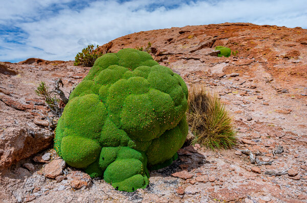 Yareta – A Plant That Looks Like a Green Glob