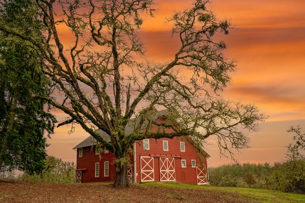 Why are Barns Painted Red?