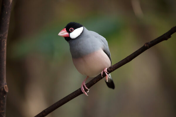 The Java sparrow was Introduced to the Indian Subcontinent