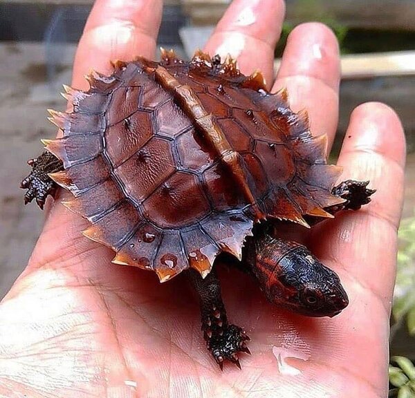 The Unique Appearance of Juvenile Spiny Turtles