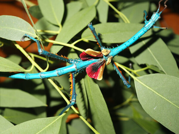 Achrioptera fallax – Beautiful Electric Blue Stick Insects