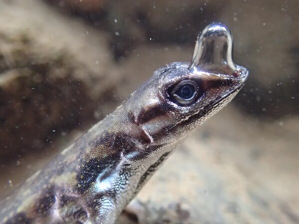 Anolis aquaticus Can Spend Up to 15 Minutes Underwater