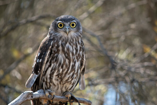 Neil Simmons Hooted at Owls and an "Owl" Hooted Back