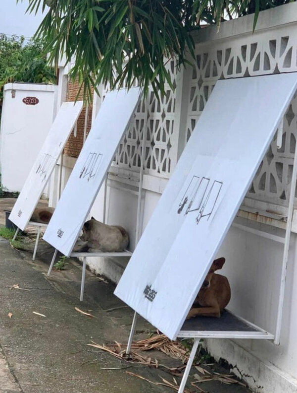 Stand for Strays in Thailand Has Created Shelter for Strays