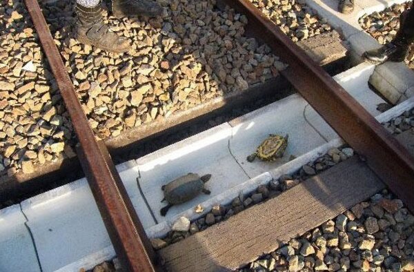 Japan Has Built "Turtle Tunnels" Under Train Tracks