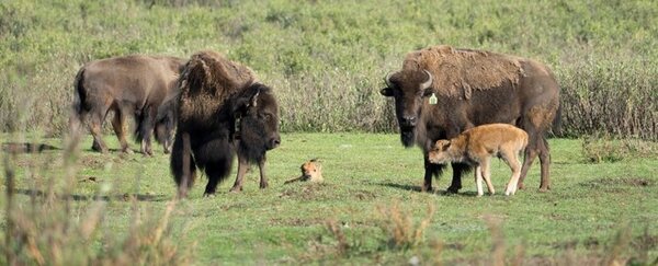 Herd Of Plains Bison Released In 2017 Has Grown In Number