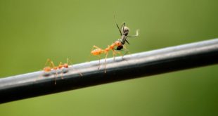 Why Do Ants Carry Bodies of Other Dead Ants?