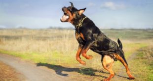 Rottweiler Bite: How Hard Can Rottie Bite?