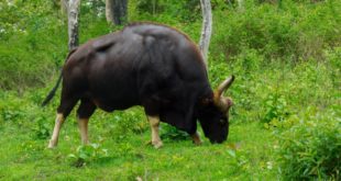 The Gaur, aka the Indian Bison, is the largest among the wild cattle