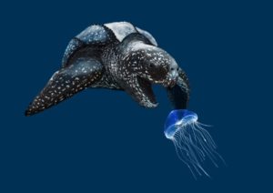Scariest Turtle - The Leatherback Turtle's Mouth Looks Terrifying