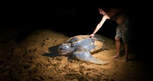 Scariest Turtle - The Leatherback Turtle's Mouth Looks Terrifying