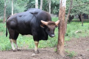 The Gaur, aka the Indian Bison, is the largest among the wild cattle