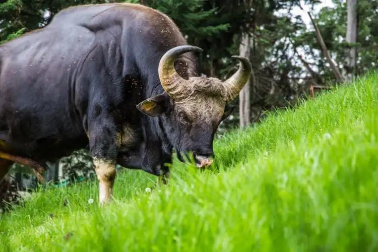 The Gaur, aka the Indian Bison, is the largest among the wild cattle