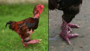 Dong Tao Chicken: A Rare and Expensive Vietnamese Delicacy!