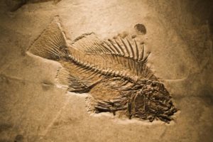 Fish Fossils In The Himalayas! How Did The Fish Get There?
