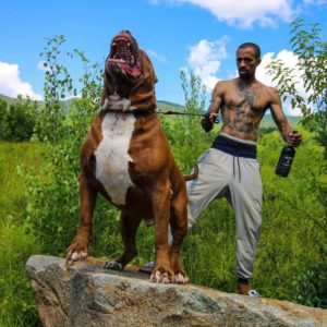 Is Hulk, the gigantic, 175 pounds Pitbull the largest Pitbull alive?