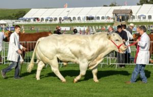 Bull born without myostatin: the genetics behind its bulky muscles