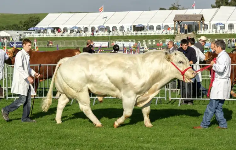 Belgian Blue Bull Genetic Mutation