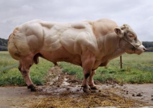 Bull born without myostatin: the genetics behind its bulky muscles
