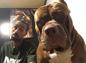 Is Hulk, the gigantic, 175 pounds Pitbull the largest Pitbull alive?