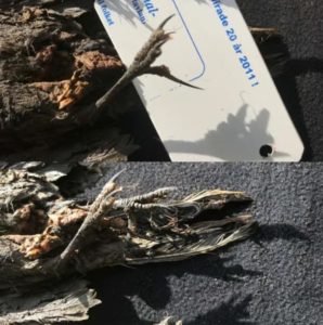 Ice Age Bird, 46,000 Years Old, Found Under Siberian Permafrost!