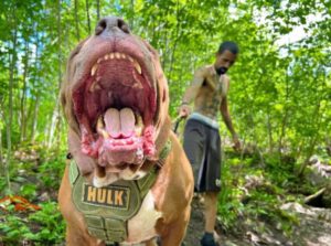 Is Hulk, the gigantic, 175 pounds Pitbull the largest Pitbull alive?
