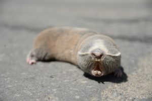 Amazing Facts About the Lesser Blind Mole Rat - No Visible Eyes!