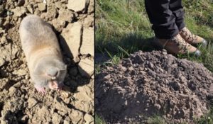 Amazing Facts About the Lesser Blind Mole Rat - No Visible Eyes!