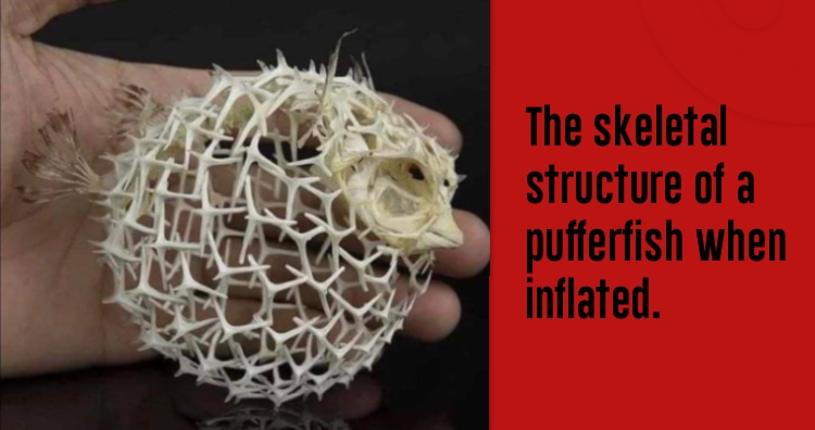10 Fascinating Facts About Pufferfish