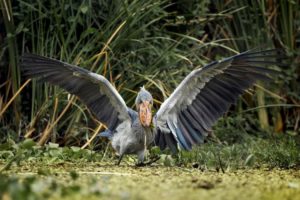 10 of the Weirdest Birds You Never Knew Existed