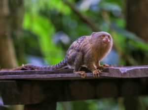 Pygmy Marmosets, Aka Finger Monkeys - World's Tiniest Monkeys
