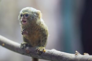 Pygmy Marmosets, Aka Finger Monkeys - World's Tiniest Monkeys