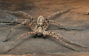 Uncovering Fascinating Facts About Giant Huntsman Spiders