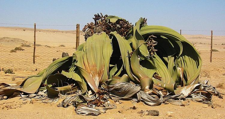 Welwitschia Mirabilis, a plant that can live for up to 2000 years