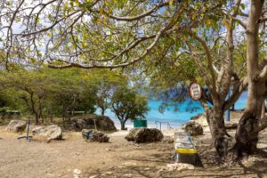 The Manchineel Tree - The World’s Most Dangerous Tree