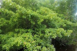 The Manchineel Tree - The World’s Most Dangerous Tree
