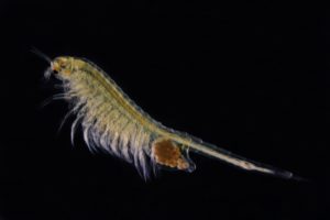 Are Sea Monkeys Real? Exploring the Secrets of These Water Pets